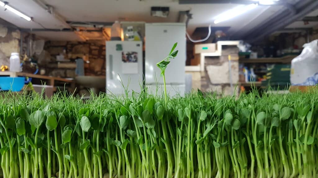 Rising Roots Microgreens